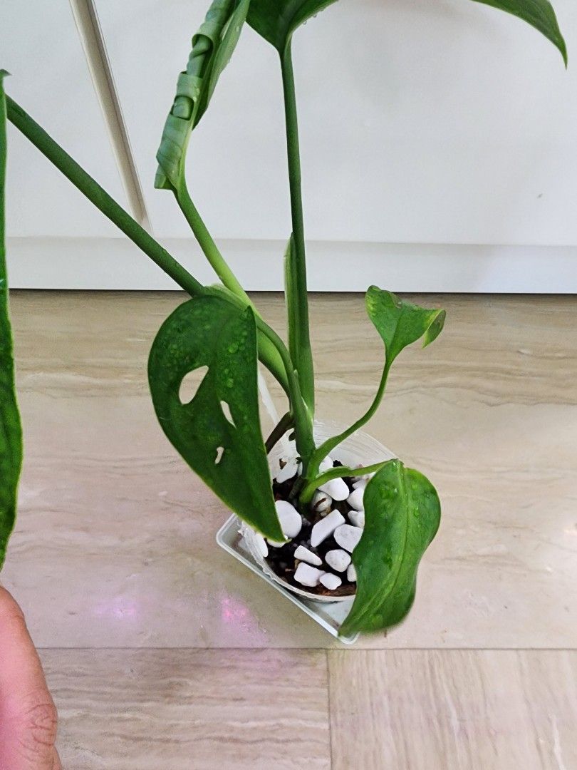 Monstera Esqueleto, Furniture & Home Living, Gardening, Plants & Seeds ...