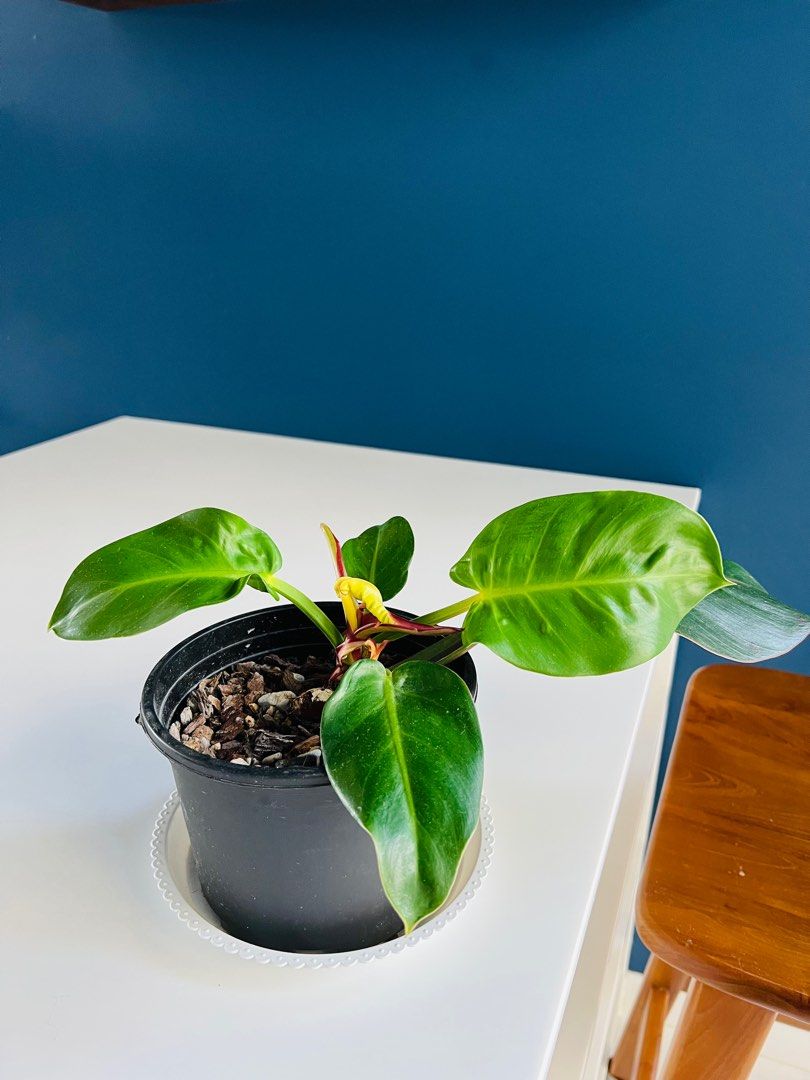 Philodendron Red Moon 5 leaves with new shoot, Furniture & Home Living ...