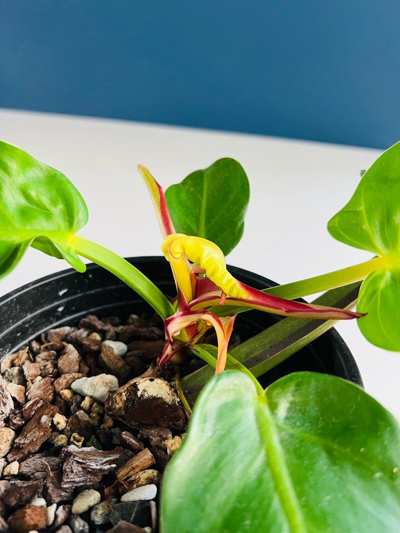 Philodendron Red Moon 5 leaves with new shoot, Furniture & Home Living ...