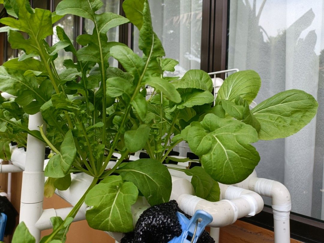 PVC hydroponic system 108 holes, Furniture & Home Living, Gardening ...
