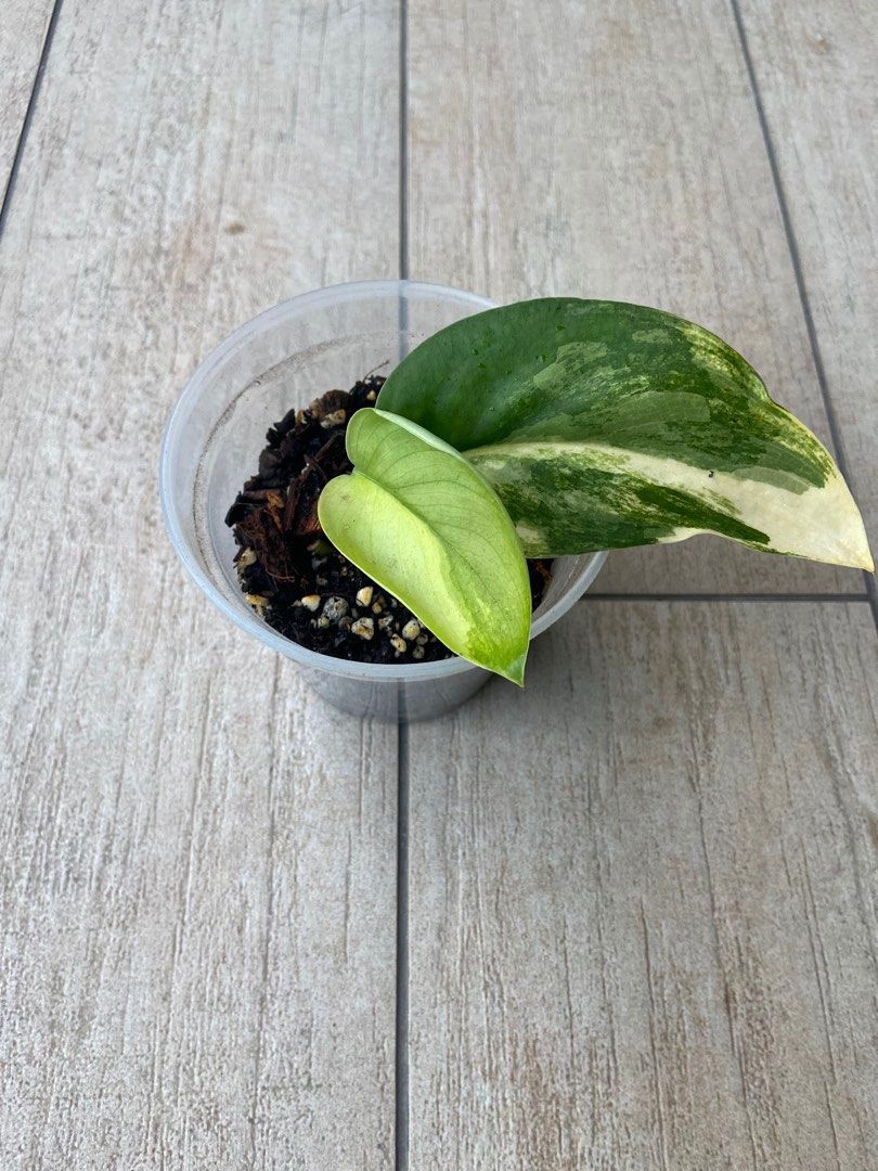 Scindapsus Jade Satin Variegated, Furniture & Home Living, Gardening ...