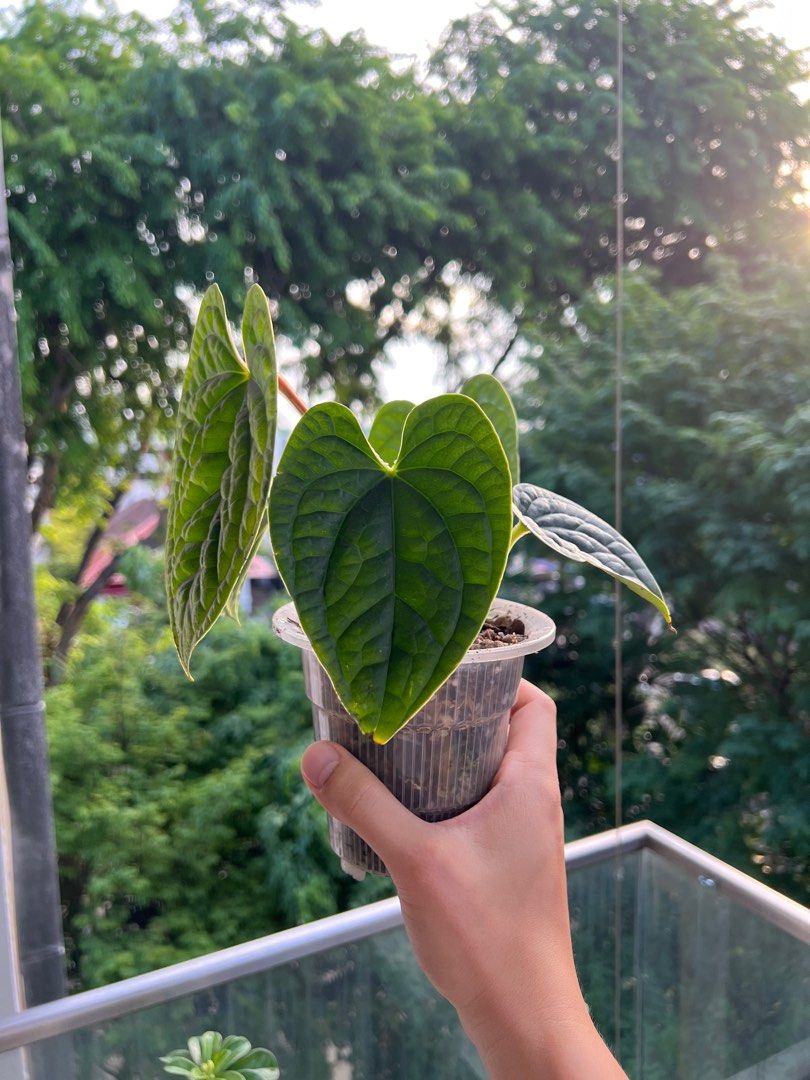 Anthurium Luxurians, Furniture & Home Living, Gardening, Plants & Seeds ...