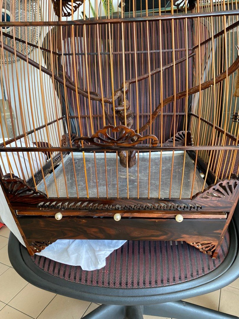 Bird cage Sq cage 15 in with gaya, Pet Supplies, Homes & Other Pet ...