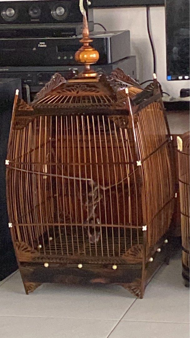 Bird cage Sq cage 15 in with gaya, Pet Supplies, Homes & Other Pet ...