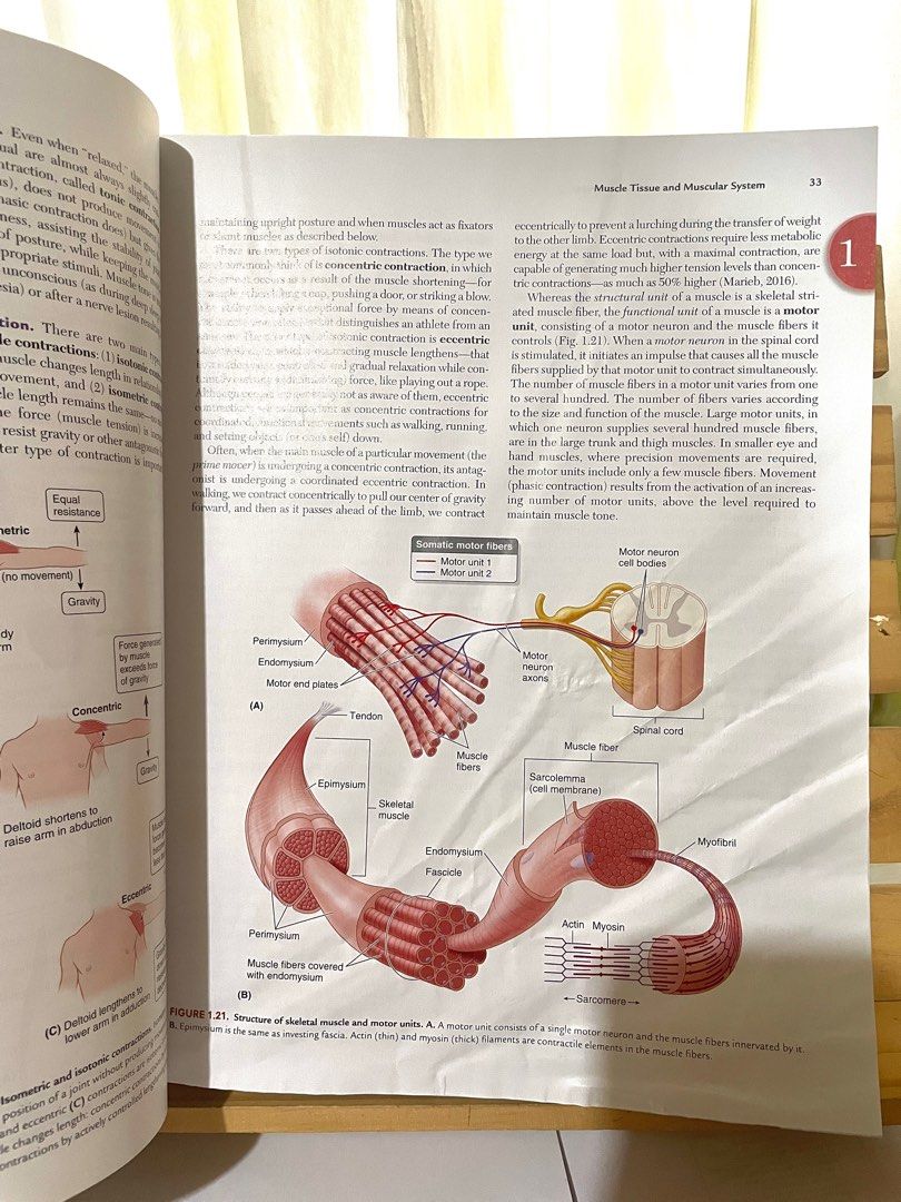 Clinically Oriented Anatomy By Moore Et Al 8th Edition Hobbies