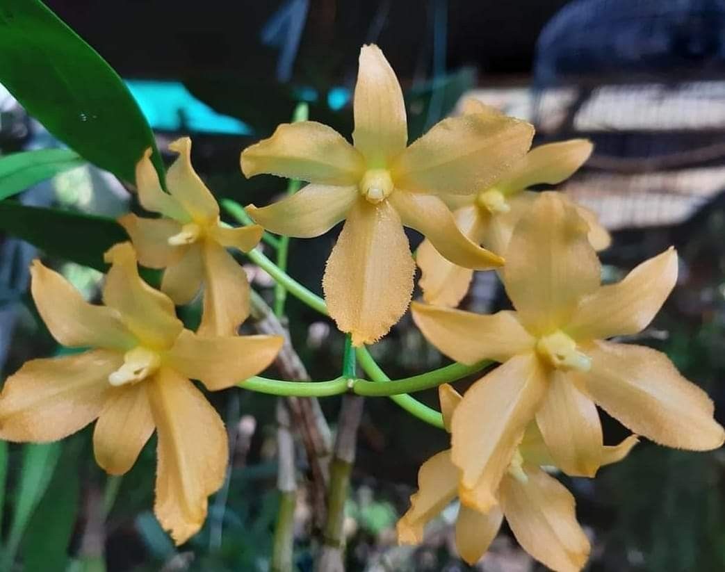 Dendrobium atavus, Furniture & Home Living, Gardening, Plants & Seeds ...