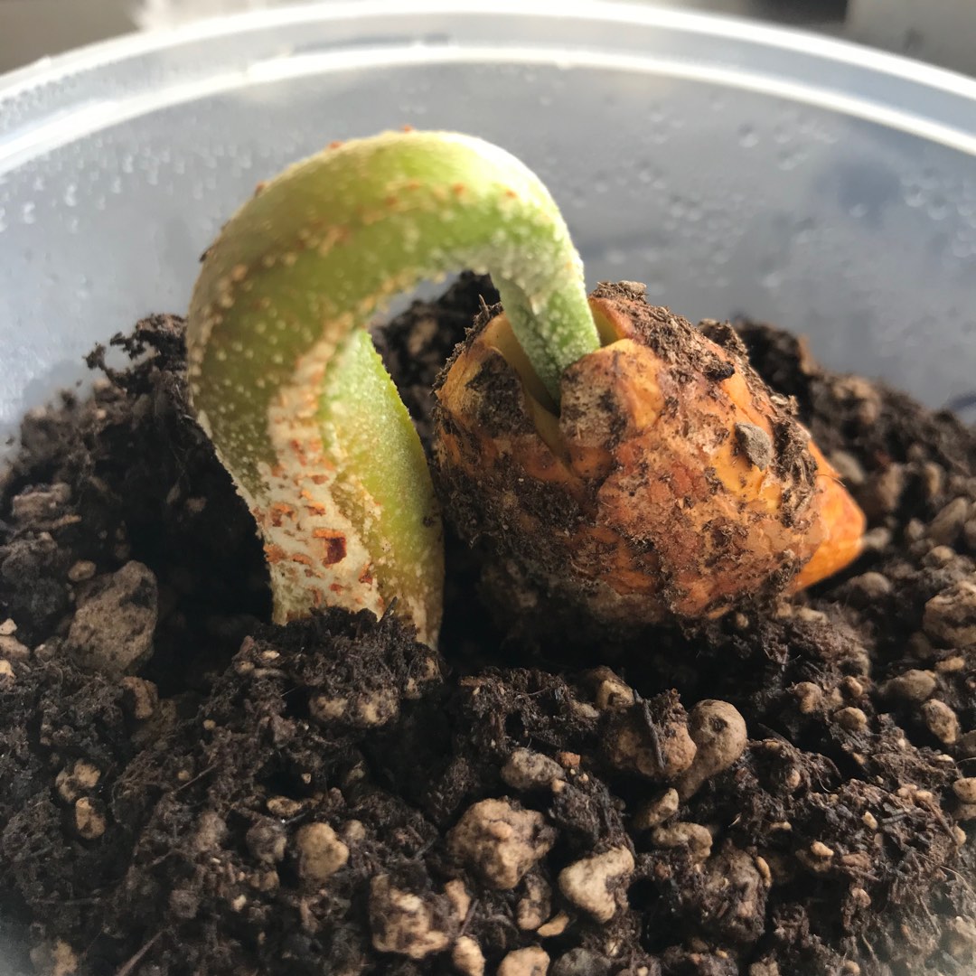 Sprouted Durian Seed, Furniture & Home Living, Gardening, Plants ...