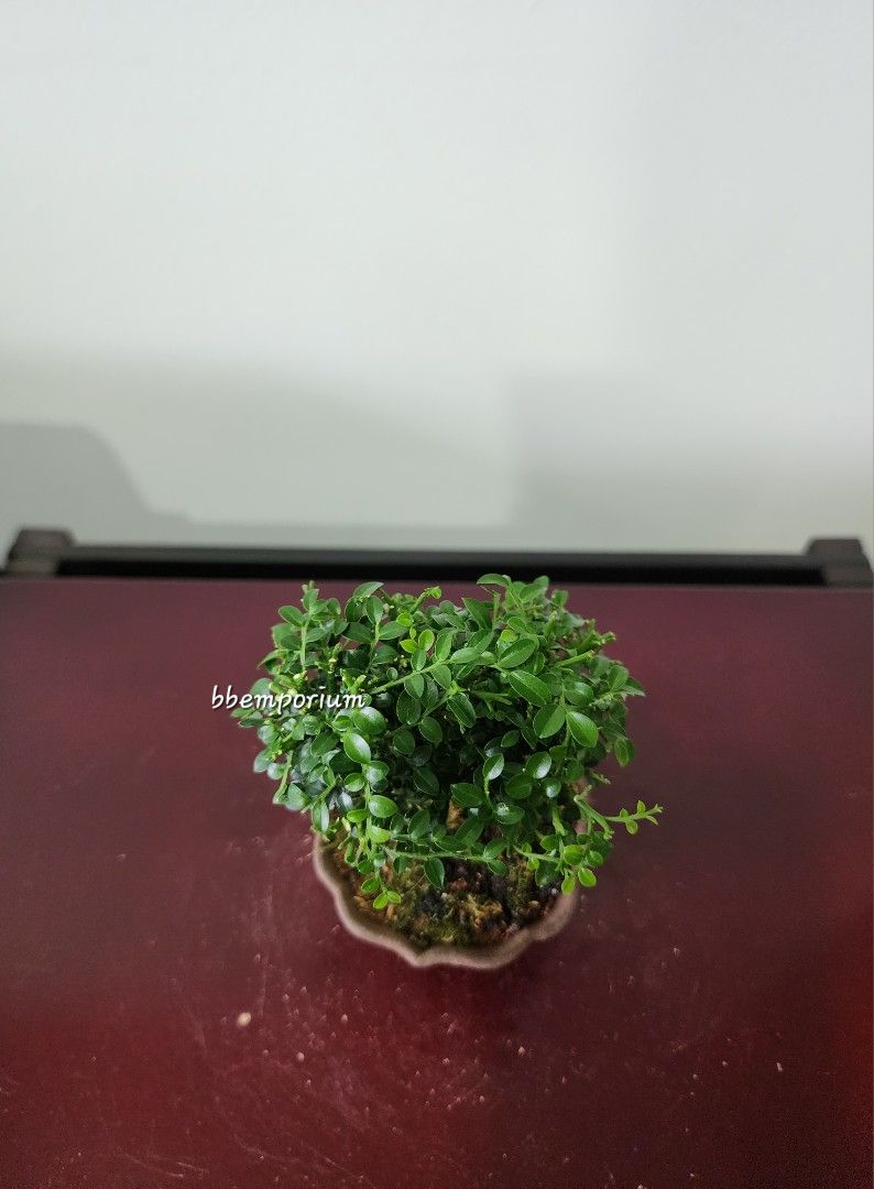 Dwarf Murraya Kamini 9-4, Furniture & Home Living, Gardening, Plants ...