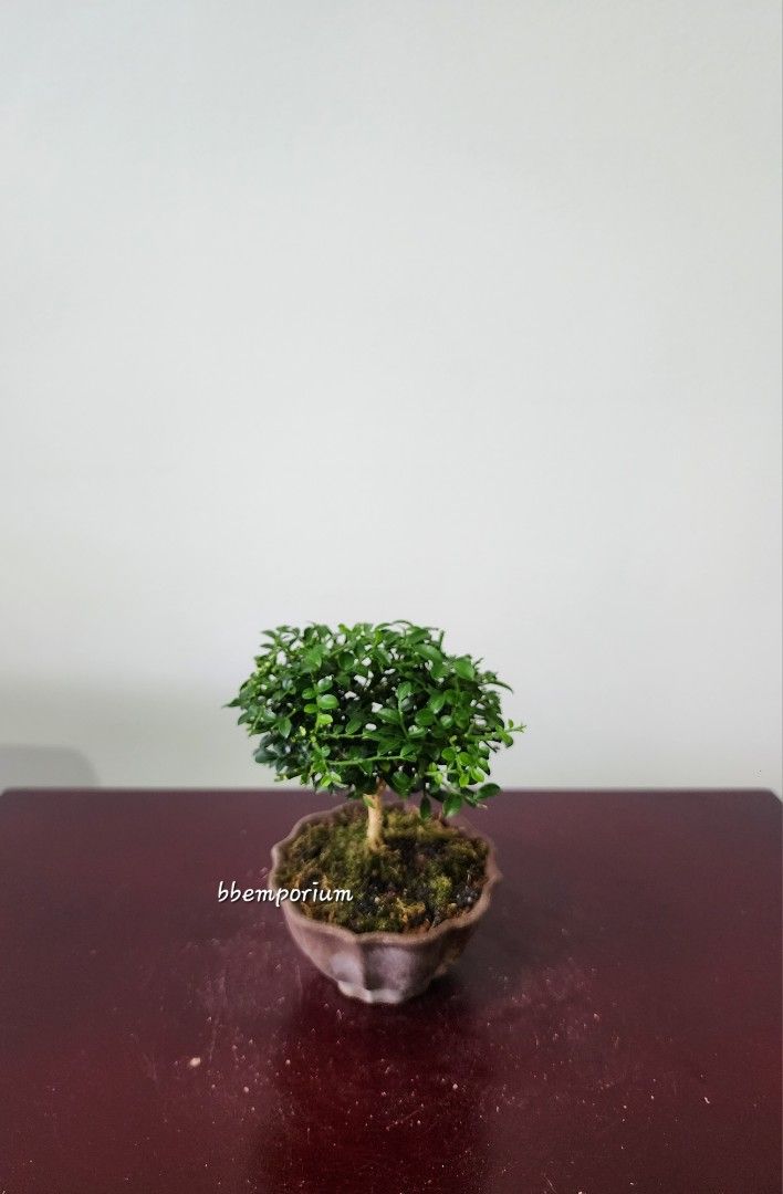 Dwarf Murraya Kamini 9-4, Furniture & Home Living, Gardening, Plants ...