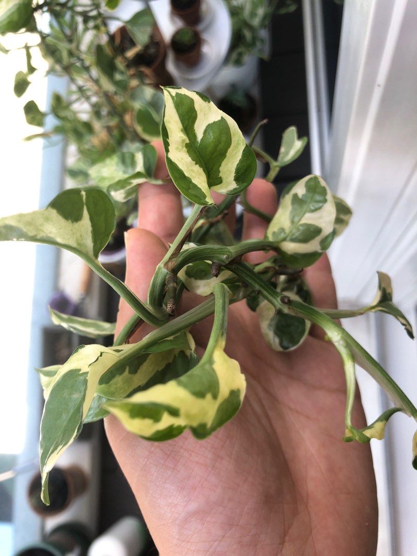 Free plant cuttings, self pick up , Furniture & Home Living, Gardening ...