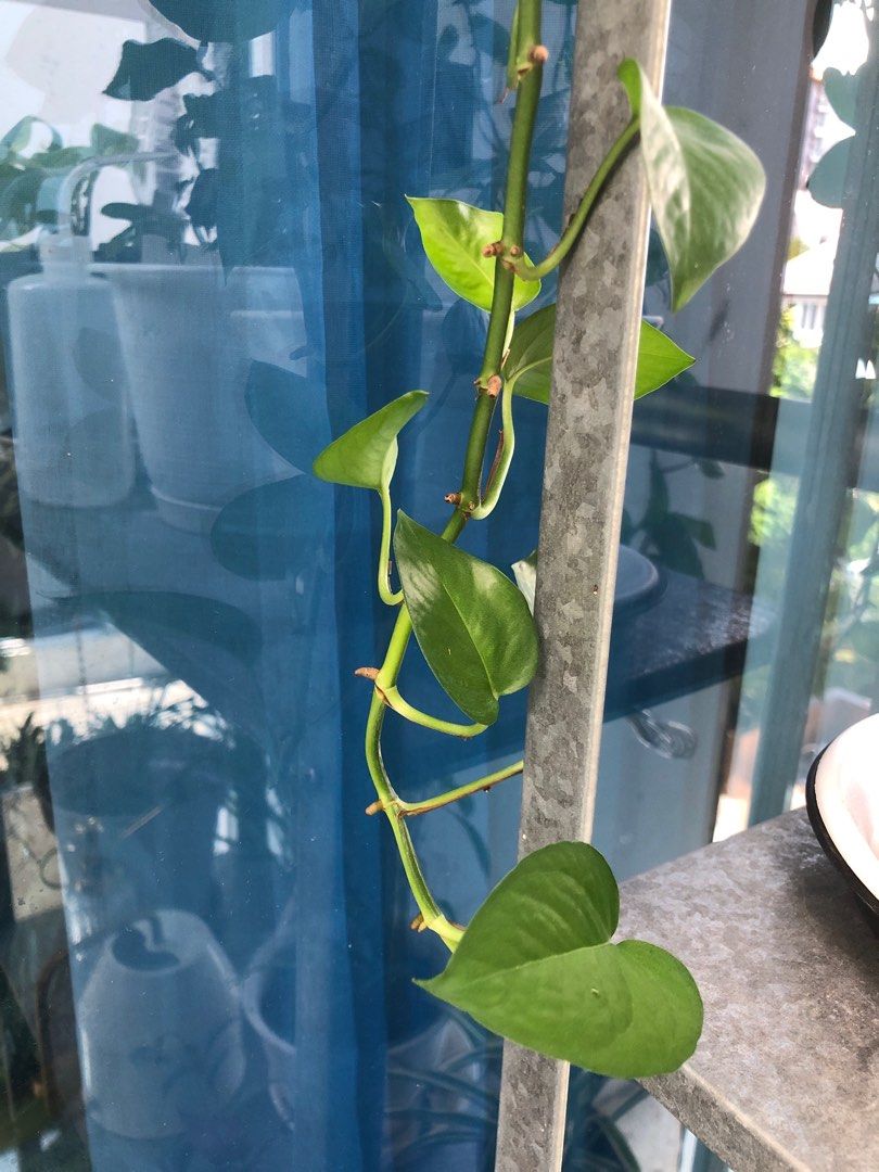 Free plant cuttings, self pick up , Furniture & Home Living, Gardening ...