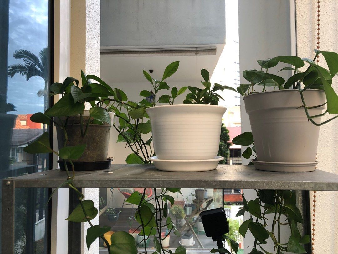 Free plant cuttings, self pick up , Furniture & Home Living, Gardening ...