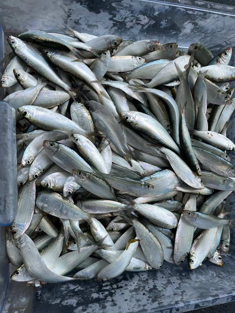 Freshly caught Tamban from Bedok Jetty on 10 Jun 2023, Sports Equipment ...