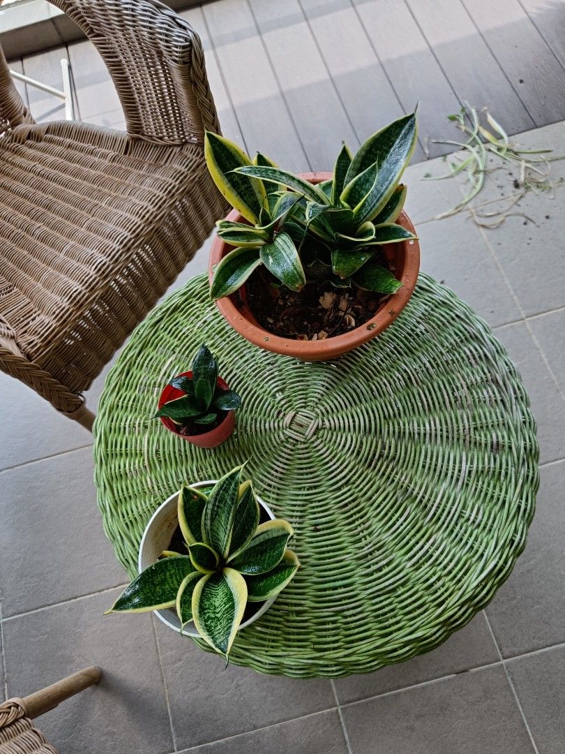 Indoor plant - Snake plant/ Sansevieria, Furniture & Home Living ...