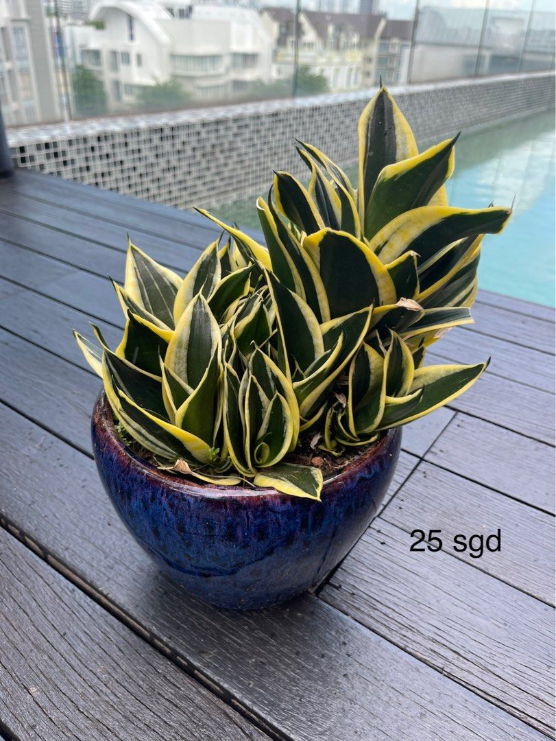 Plants with pots, Furniture & Home Living, Gardening, Plants & Seeds on ...