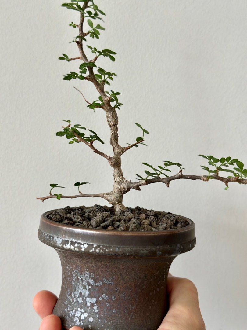 *Rare* seed grown Commiphora Somalia EYL, Furniture & Home Living ...