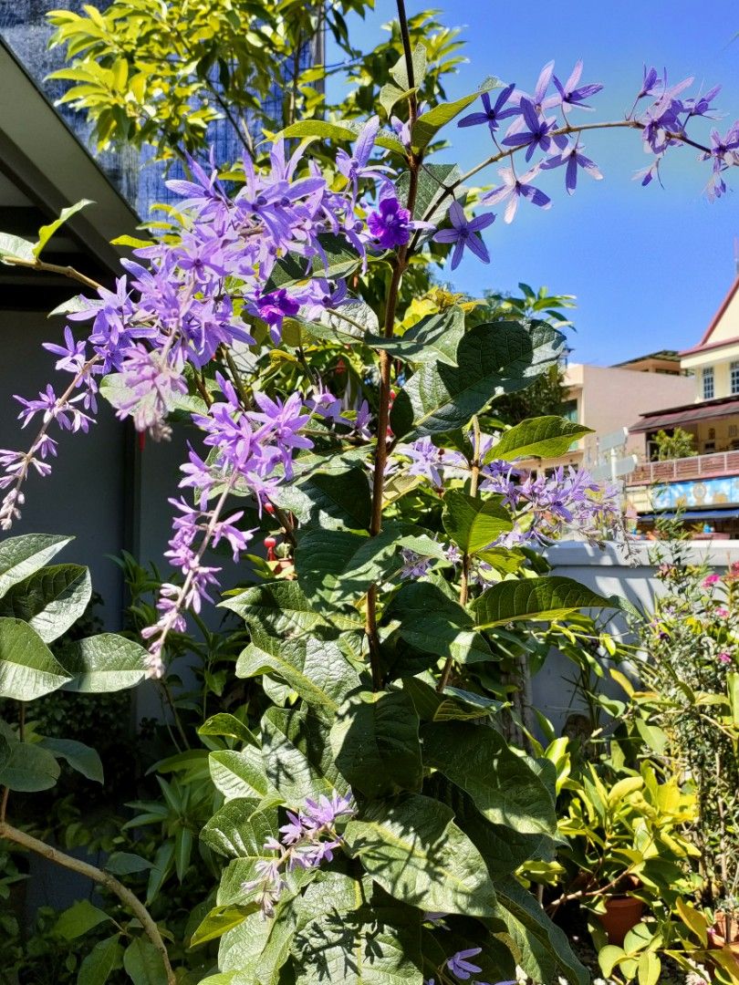 Sand paper Vine, Furniture & Home Living, Gardening, Plants & Seeds on ...