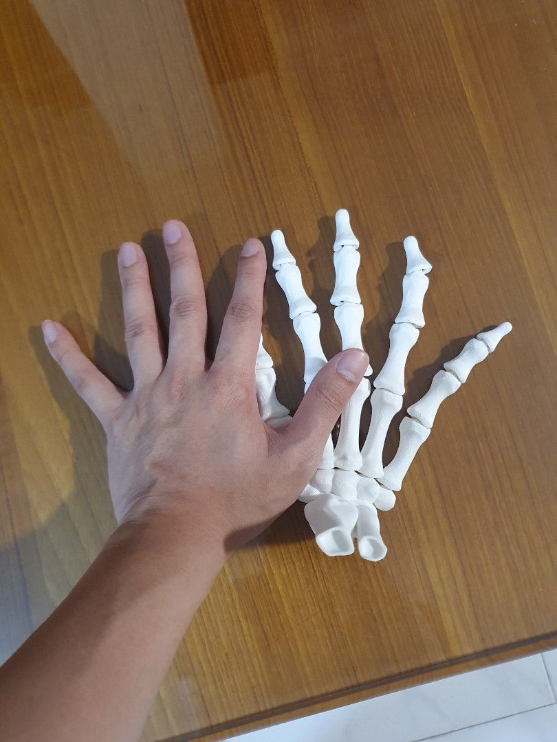 Skeleton Hand Articulated Flexi Cute Toy | Halloween, Hobbies & Toys ...