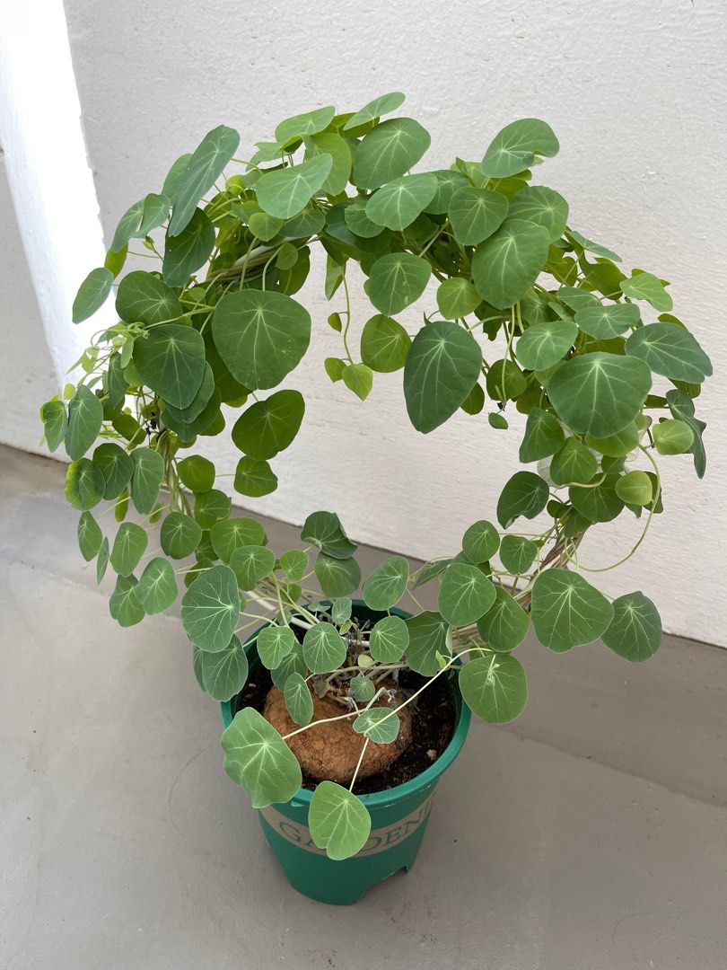 Stephania erecta $48, Furniture & Home Living, Gardening, Plants ...