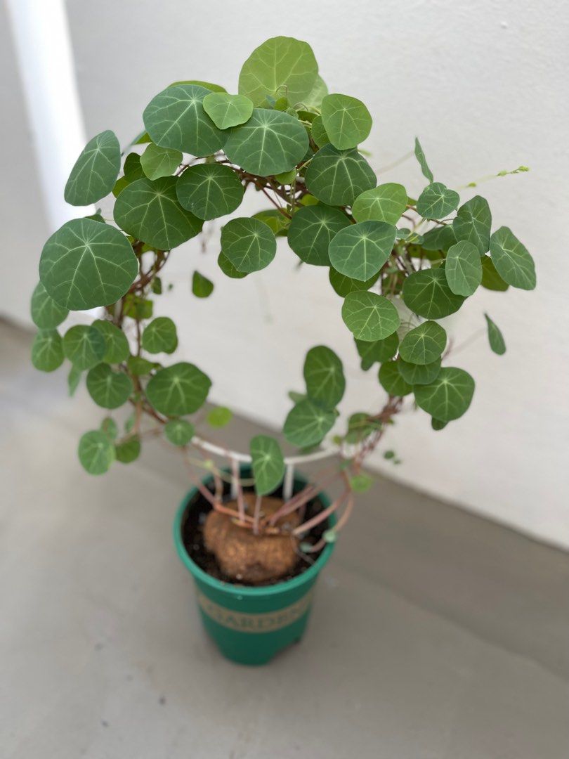 Stephania erecta $48, Furniture & Home Living, Gardening, Plants ...