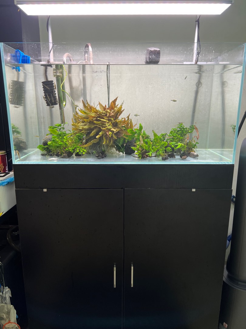 3ft Crystal tank (3ft x 1.5ft x 1.5ft), Pet Supplies, Homes & Other Pet ...