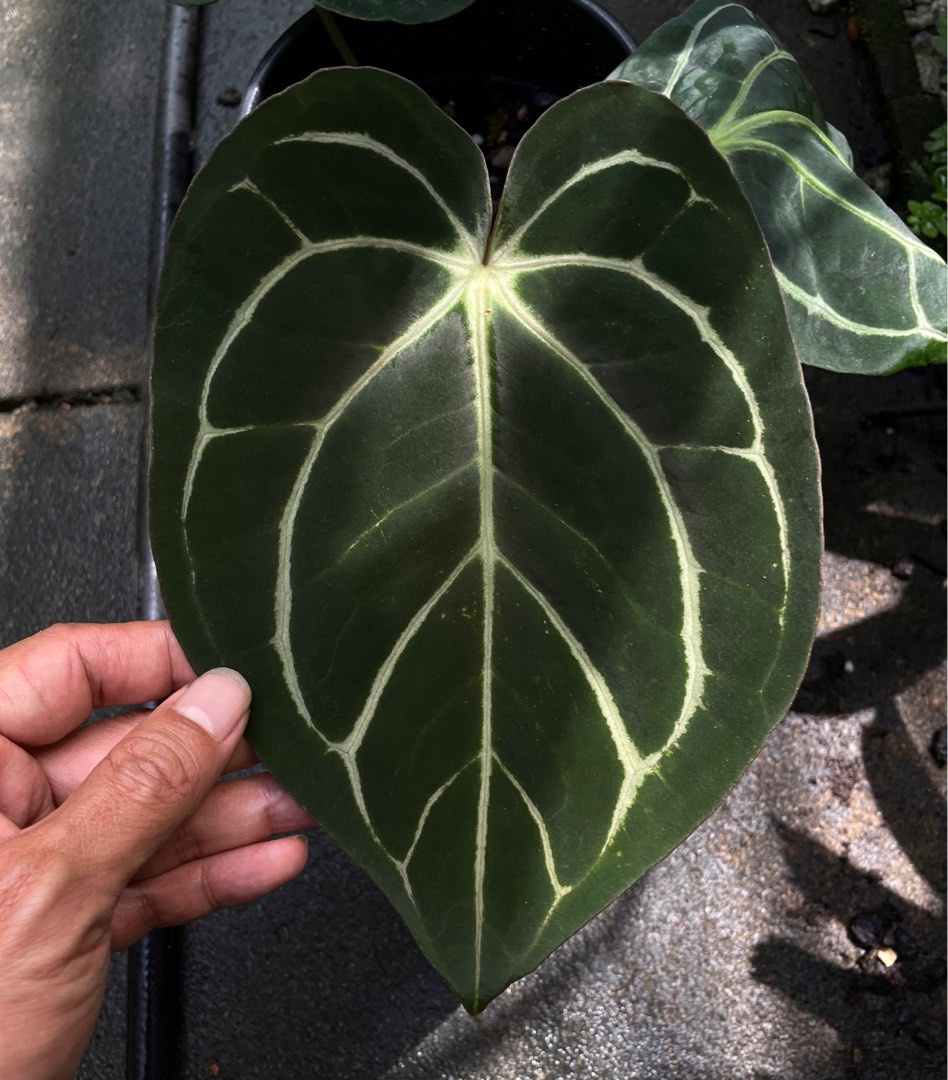 Anthurium carlablackiae, Furniture & Home Living, Gardening, Plants ...