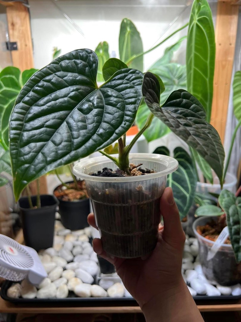 Anthurium Luxurians, Furniture & Home Living, Gardening, Plants & Seeds ...