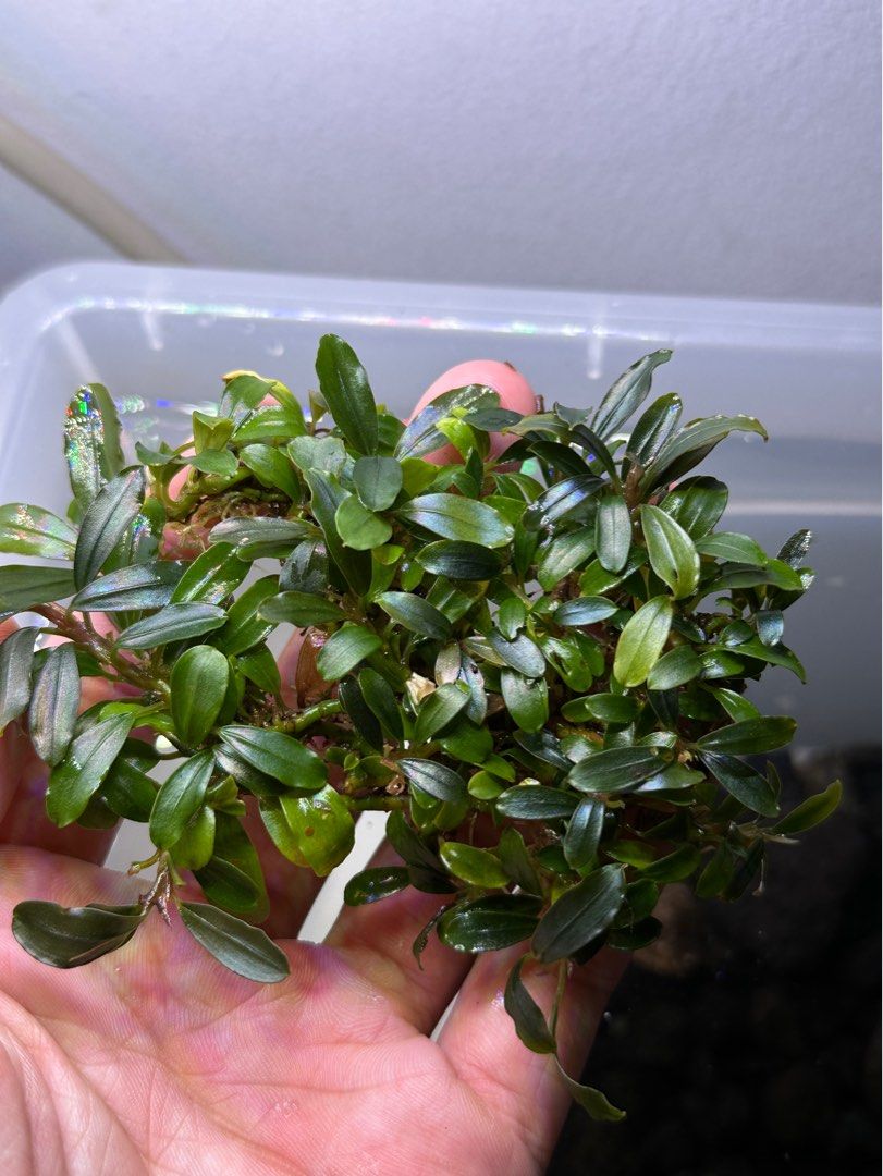 Bucephalandra Mini Sintang, Furniture & Home Living, Gardening, Plants ...