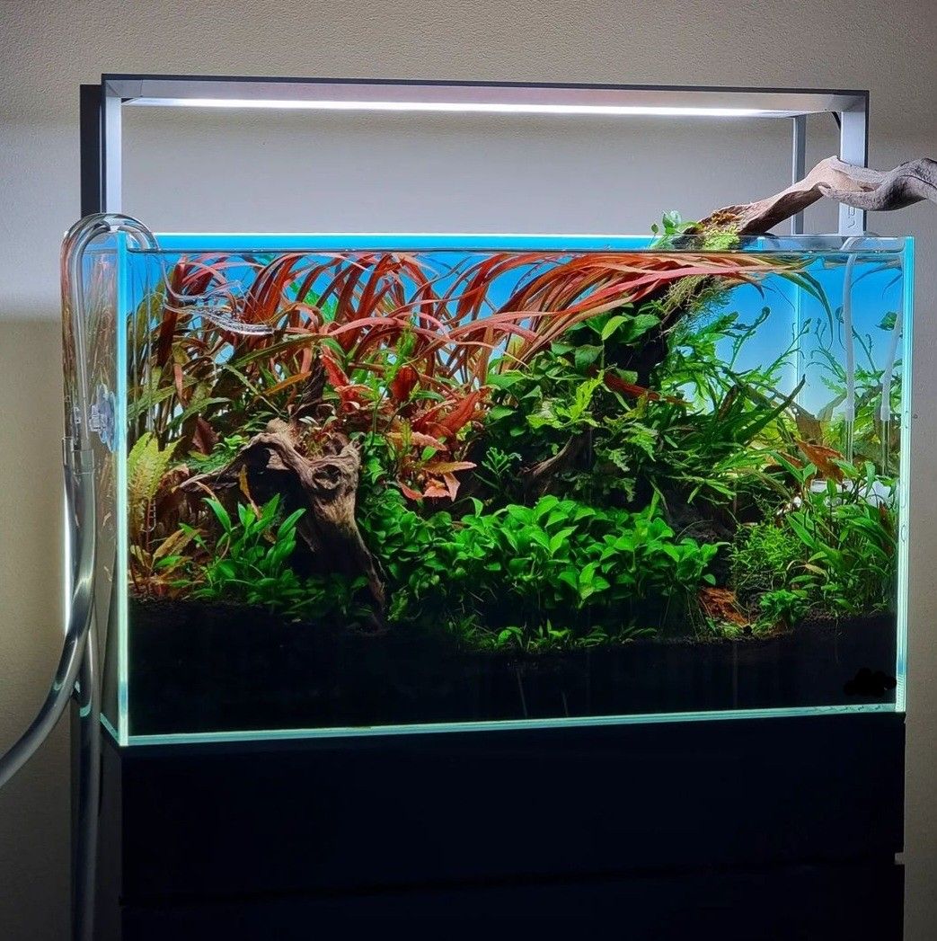 Crystal clear glass fish tank with solid wood cabinet (New), Pet ...