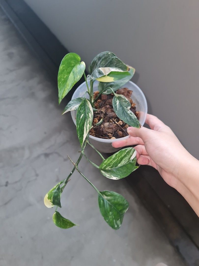 Epipremnum Pinnatum Albo, Furniture & Home Living, Gardening, Plants ...