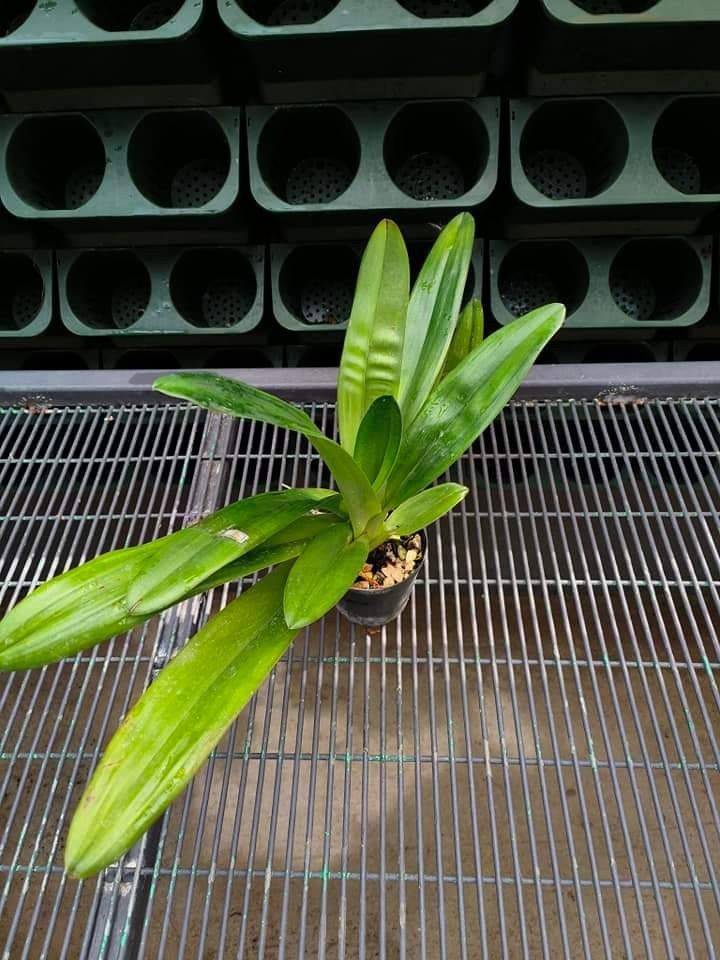 Paphiopedilum Yangji Apple x Hung Sheng Eagle, Furniture & Home Living ...