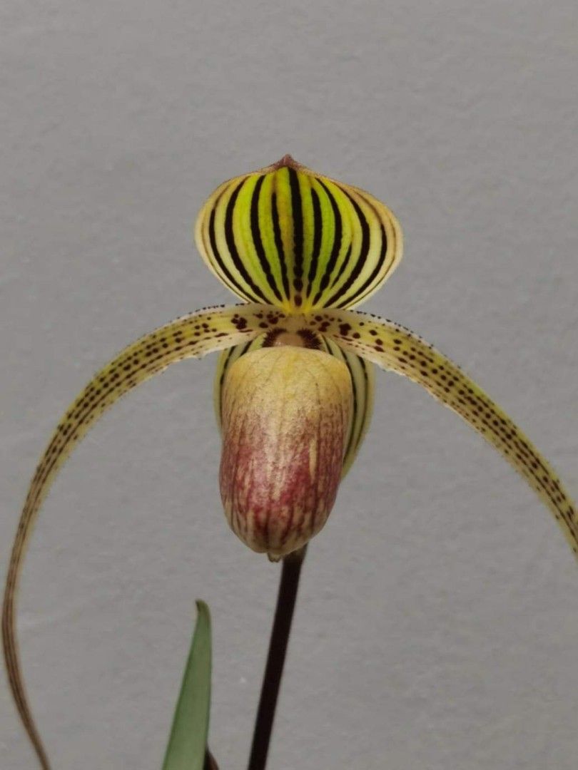 Paphiopedilum Yangji Apple x Hung Sheng Eagle, Furniture & Home Living ...