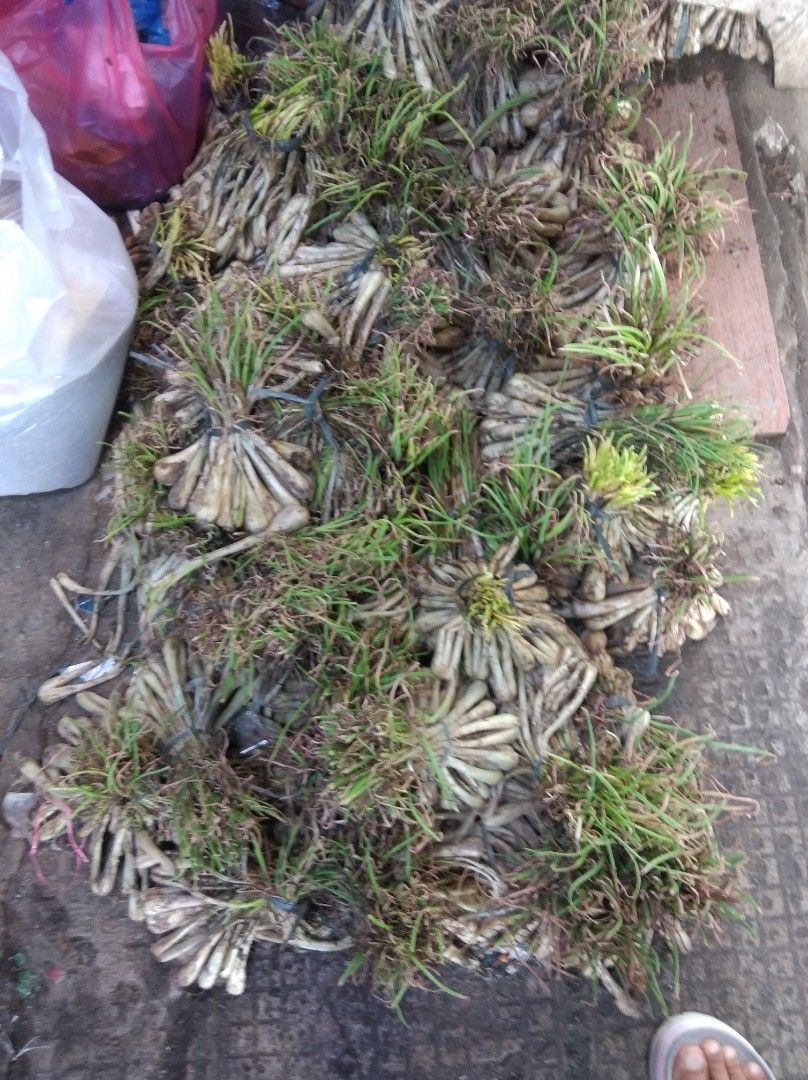 Sakorab Onion on Carousell