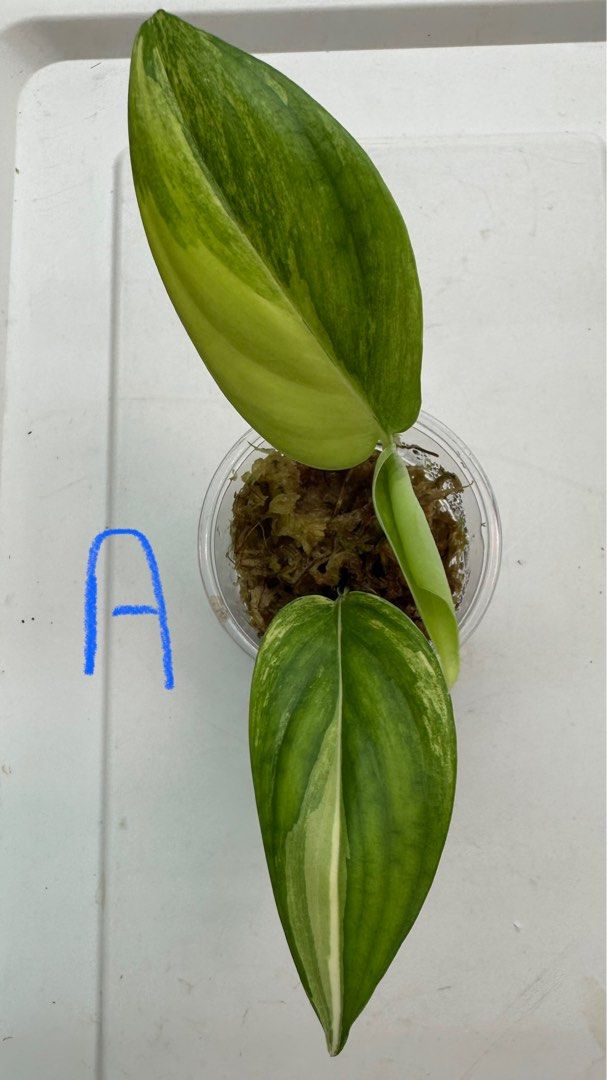 Scindapsus Hederaceus Variegated, Furniture & Home Living, Gardening ...