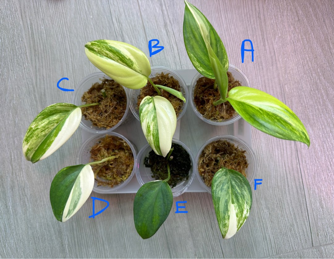 Scindapsus Hederaceus Variegated, Furniture & Home Living, Gardening ...