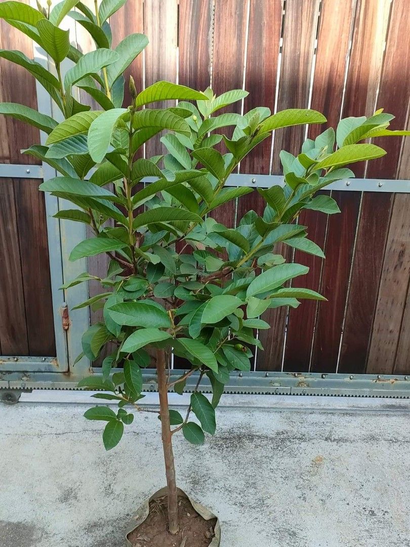 Taiwan ruby guava, Furniture & Home Living, Gardening, Plants & Seeds ...