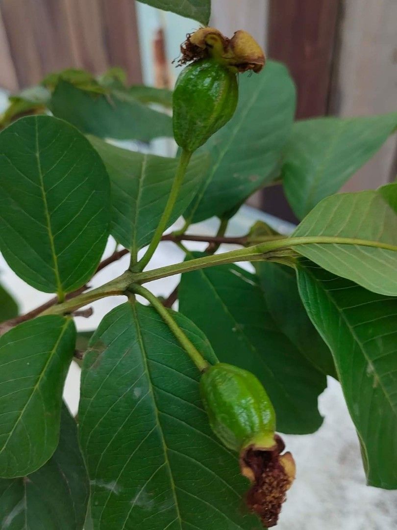 Taiwan ruby guava, Furniture & Home Living, Gardening, Plants & Seeds ...