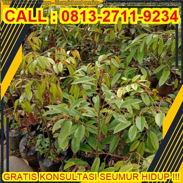 TEREKOMENDASI ! H.Tovix CALL: 0813-2711-9234 Jual Bibit Durian Super ...