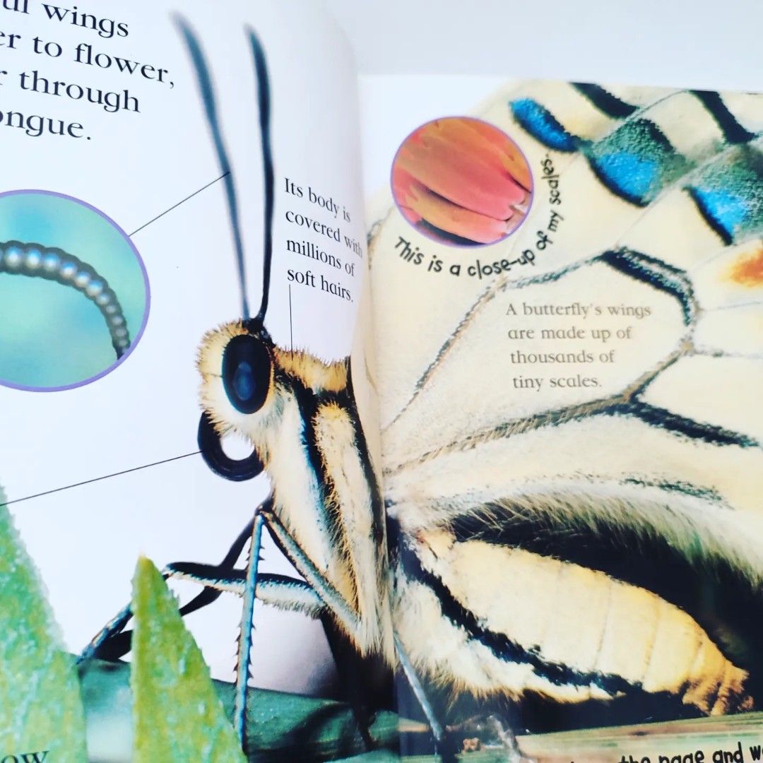 DK Watch Me Grow BUTTERFLY Reference Book on Carousell
