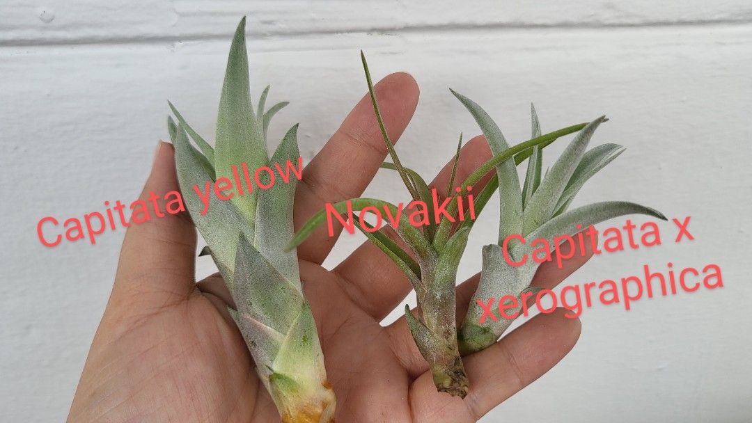Airplant pups, tillandsia capitata yellow, Novakii, capitata x ...