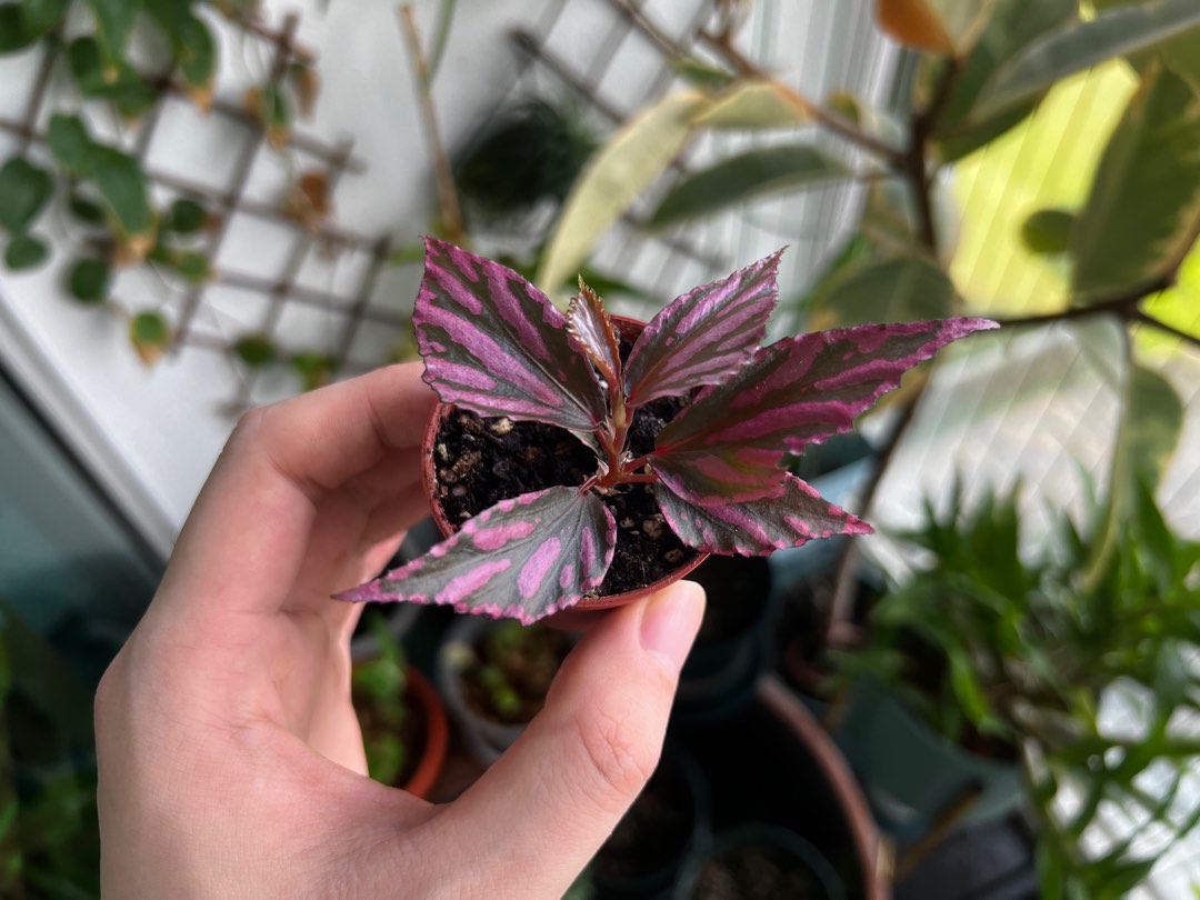 Begonia Julau, Furniture & Home Living, Gardening, Plants & Seeds on ...