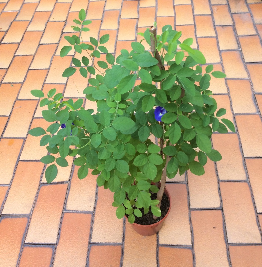 Blue Pea Flower Plant (Butterfly Pea, Bunga Telang, Clitoria ternatea ...