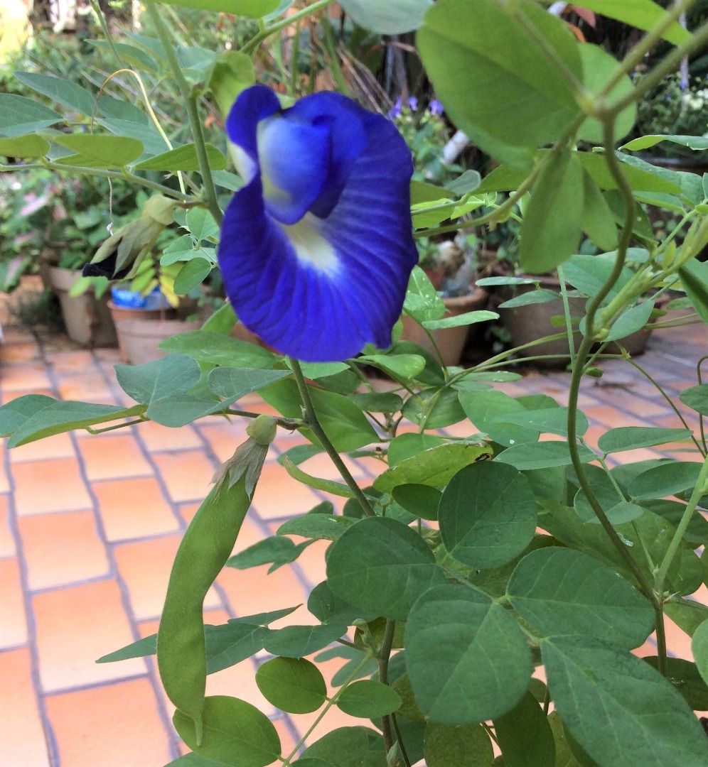 Blue Pea Flower Plant (Butterfly Pea, Bunga Telang, Clitoria ternatea ...