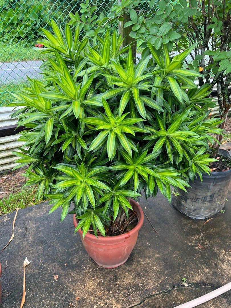 Dracaena reflexa (Song of India), Furniture & Home Living, Gardening ...