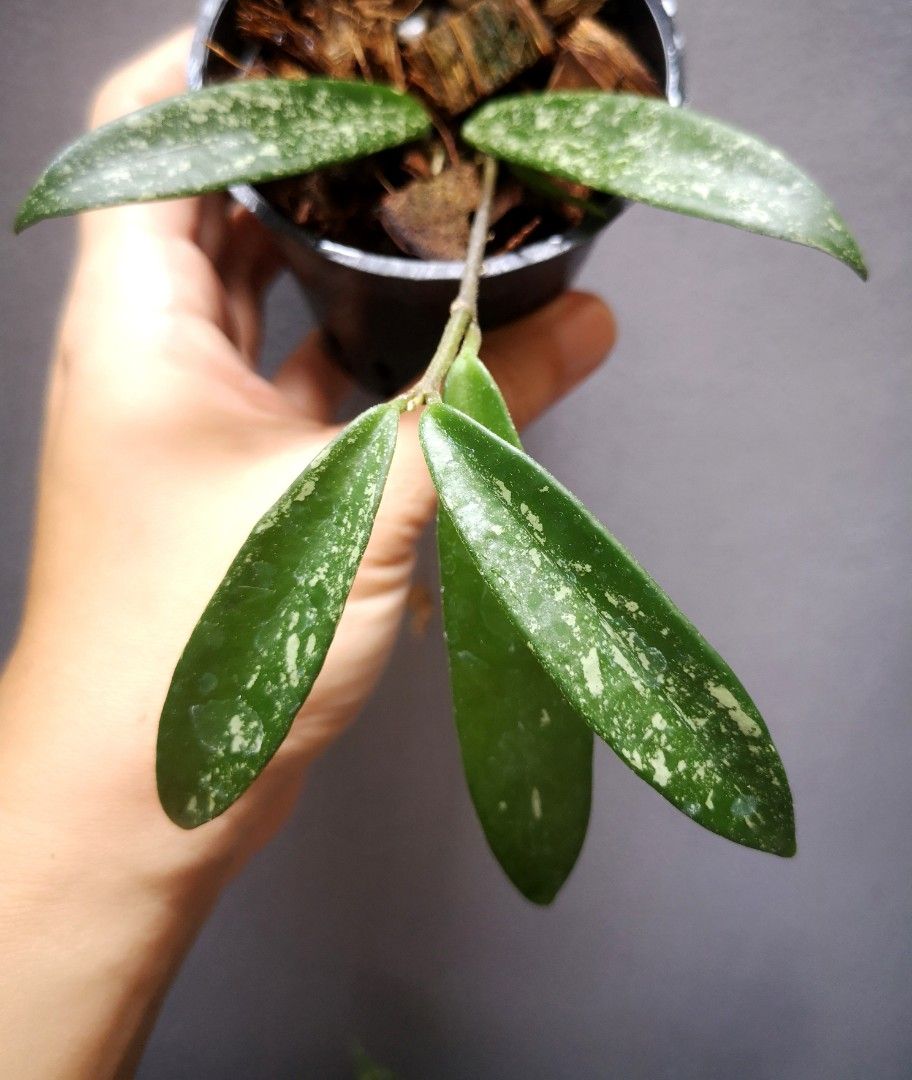 Hoya minibelle splash, Furniture & Home Living, Gardening, Plants ...