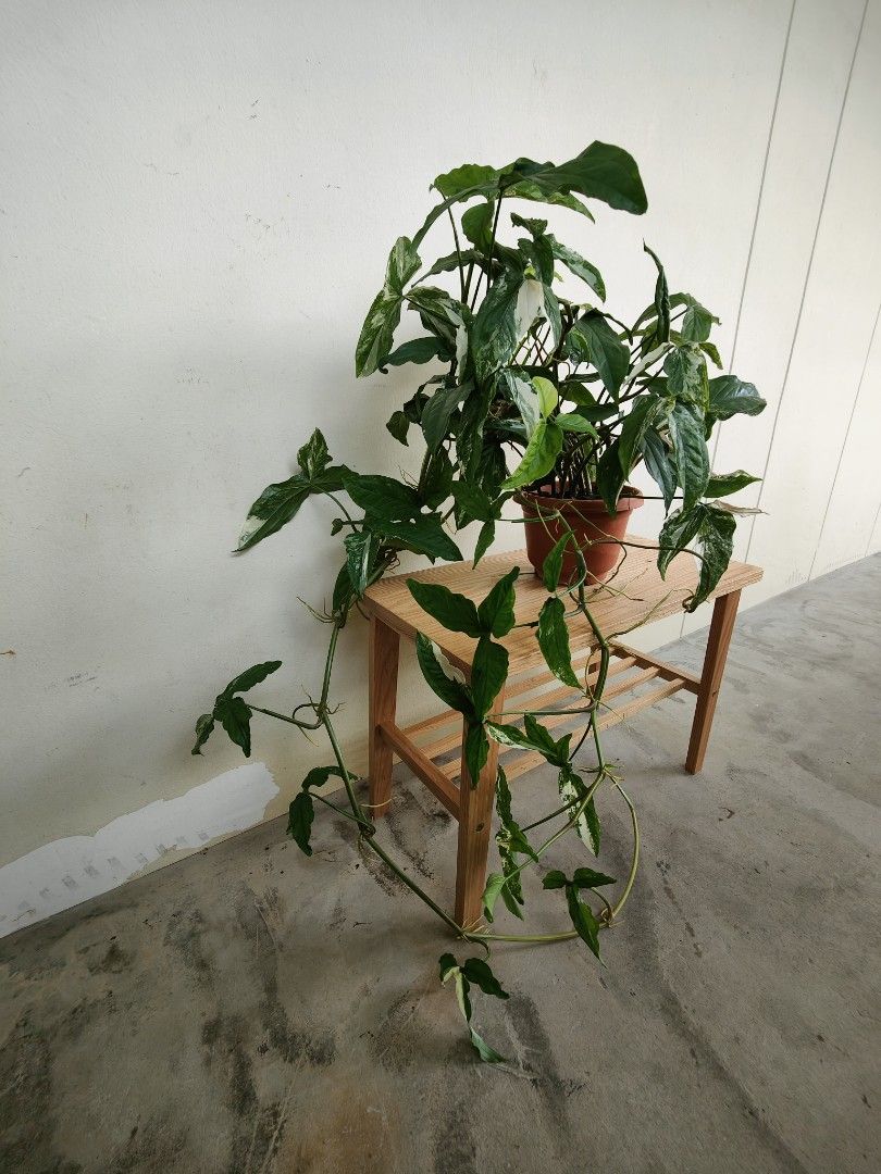 Long Trailing Syngonium Albo Variegata, Furniture & Home Living ...