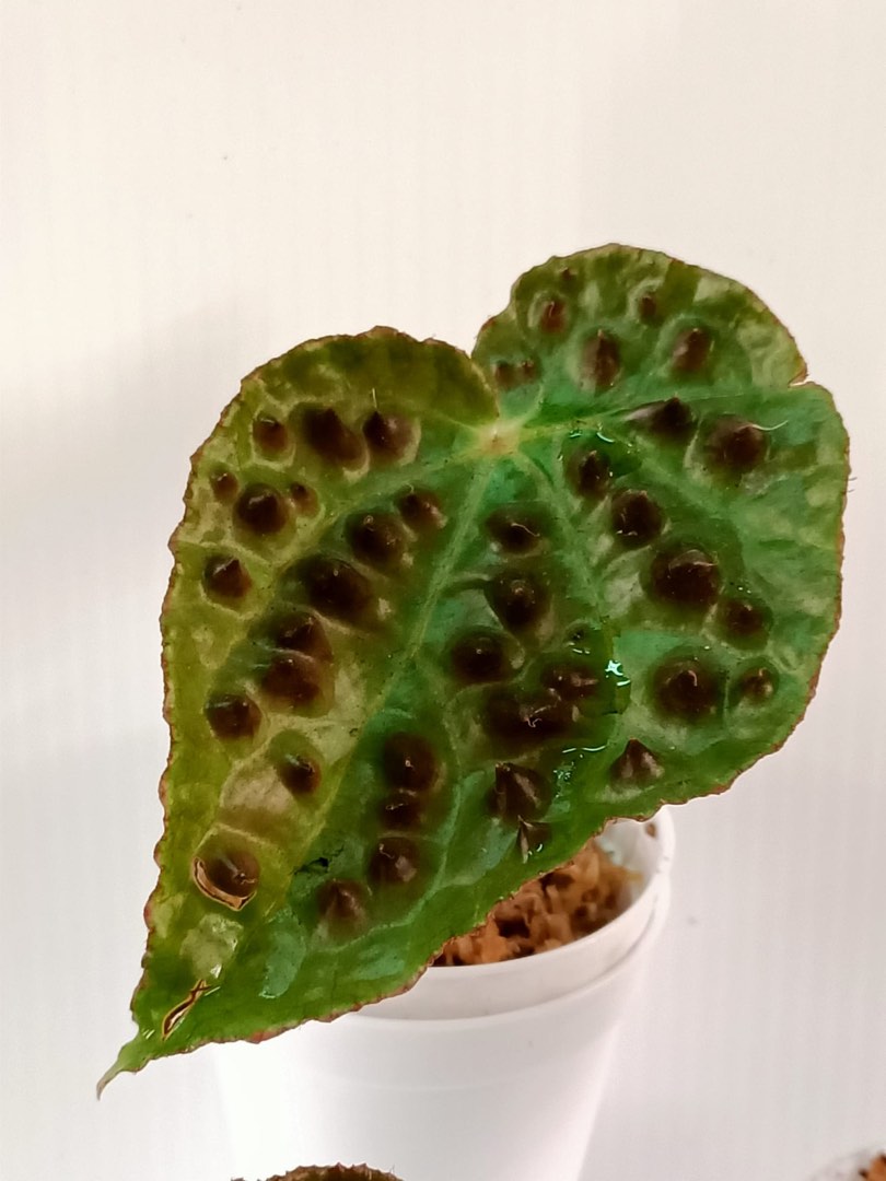 Mini Begonia Forex, Furniture & Home Living, Gardening, Plants & Seeds ...