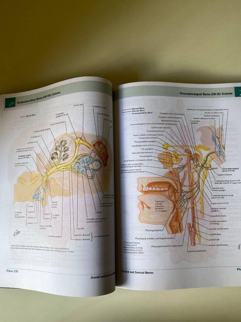Netter's Atlas of Human Anatomy 7th Edition on Carousell