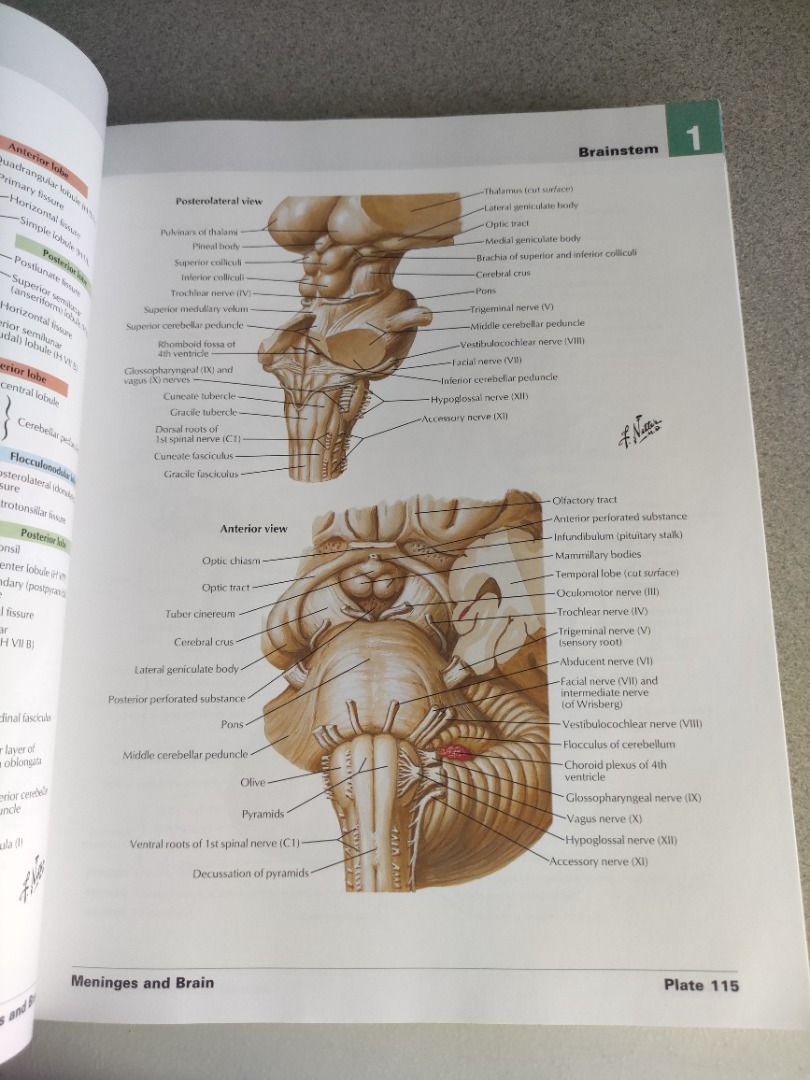Netter's Atlas of Human Anatomy 6th edition, Hobbies & Toys, Books ...