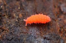 Orange springtails "fish food", Furniture & Home Living, Gardening ...